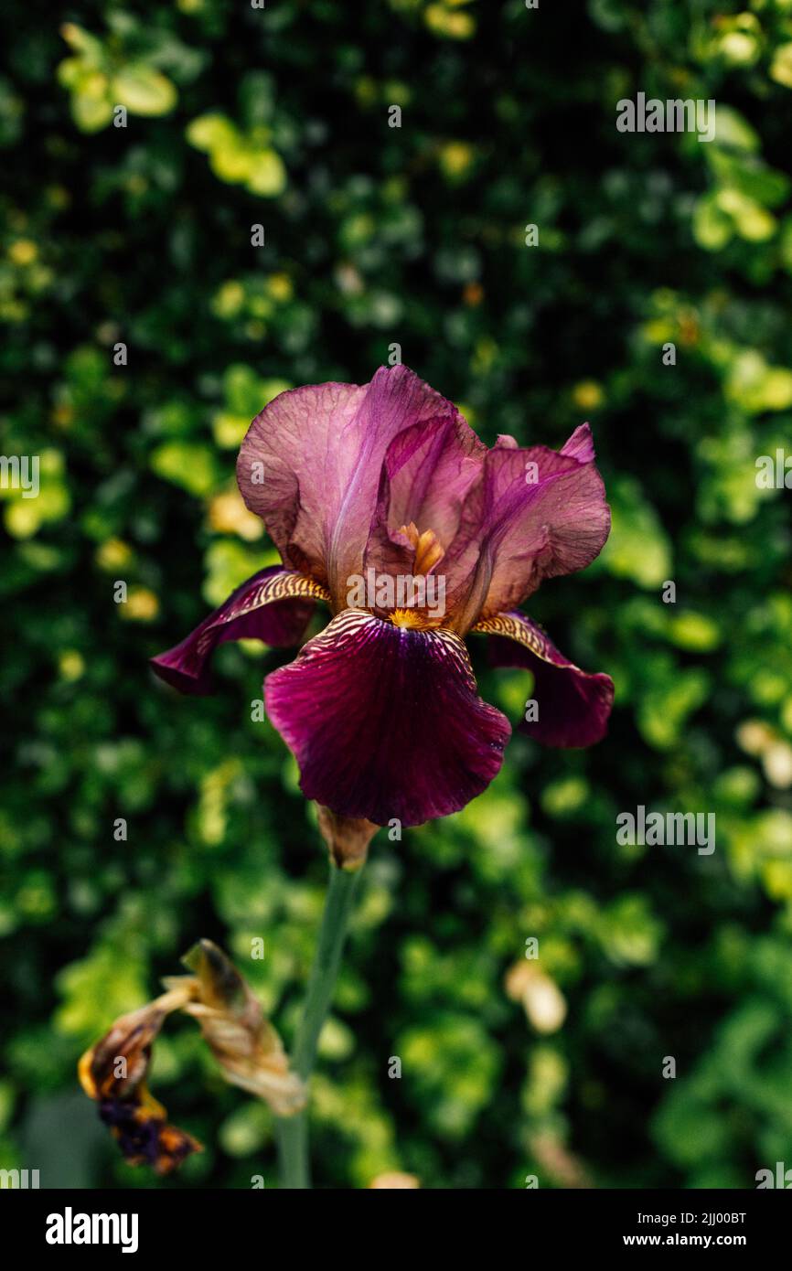 purple bearded Iris flower in front of boxwood hedge Stock Photo - Alamy