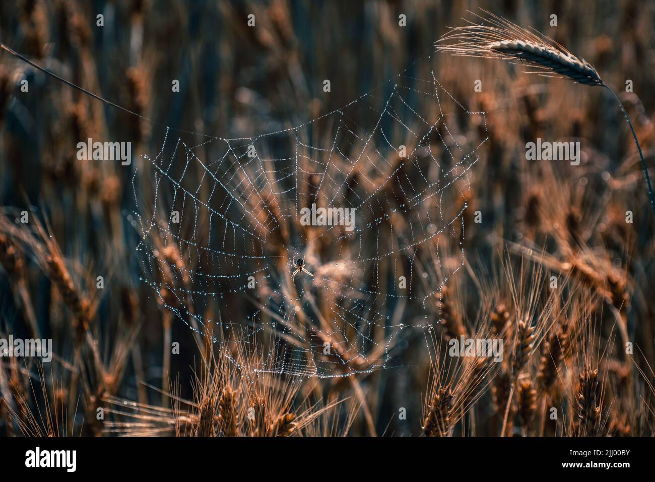 A brave spider that has been working since early dawn Stock Photo - Alamy
