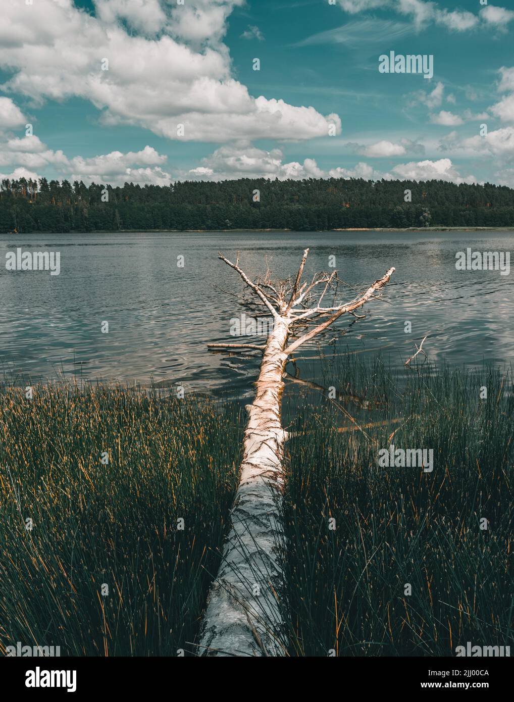 Fallen birch creating a natural bridge Stock Photo - Alamy
