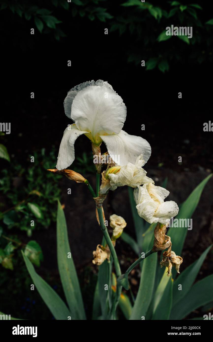 Iris germanica, White bearded iris flower in garden, dark background ...