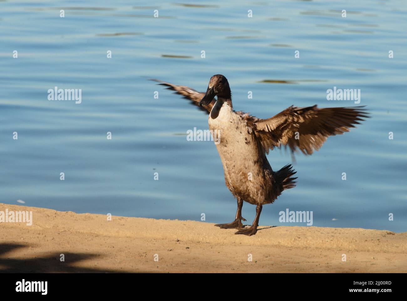 Wonderful world of colorful waterfowl in action. This duck is ...