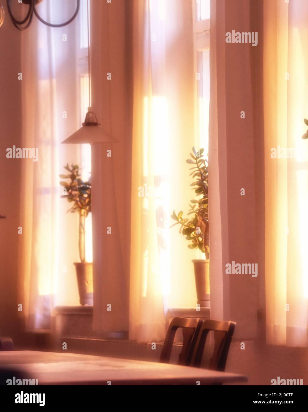 Oldwindow. Interior plant decoration in a cosy, sunlit home. Decorative ...
