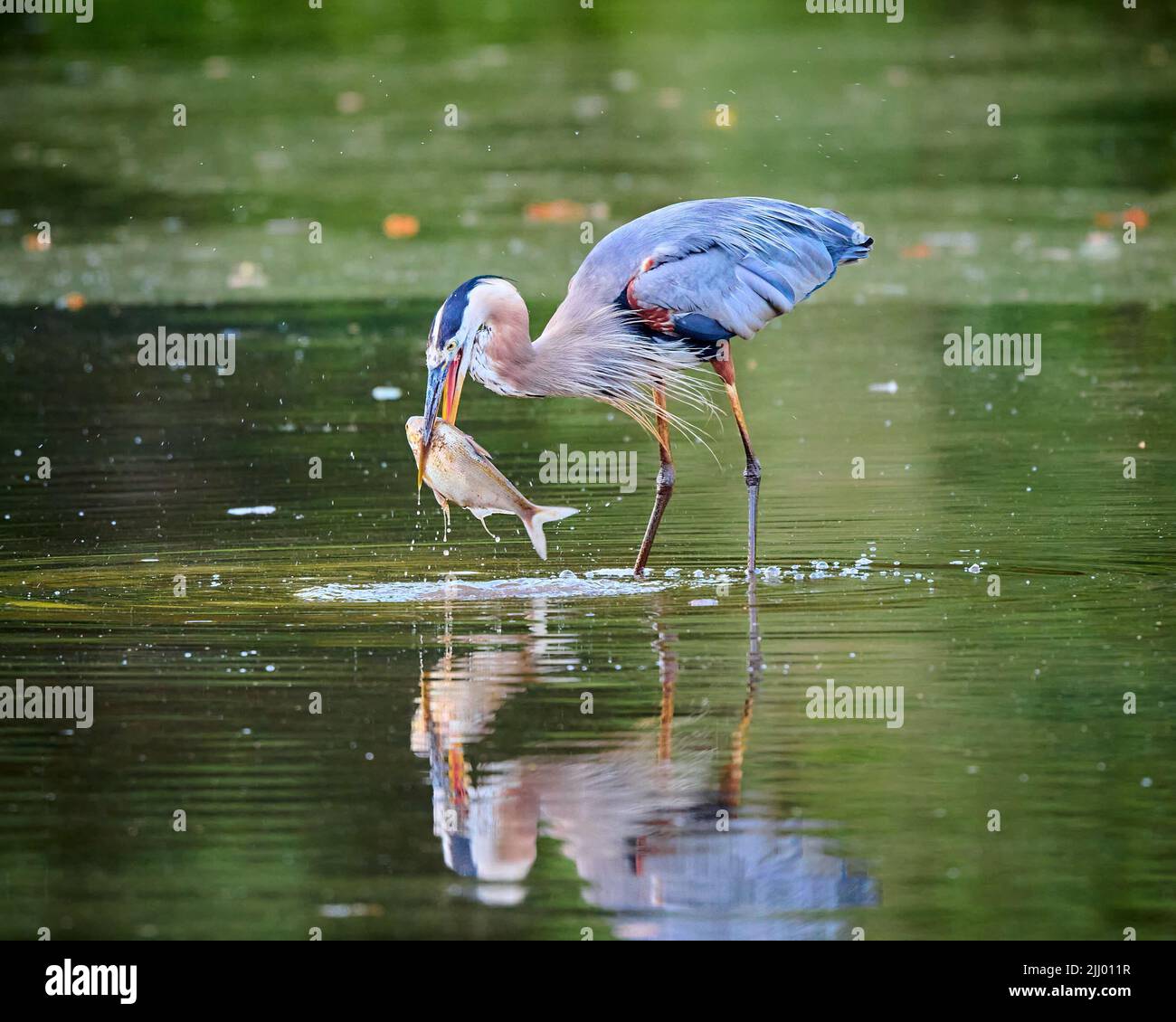 Great Blue Heron standing in the shallow water eating a fish Stock ...