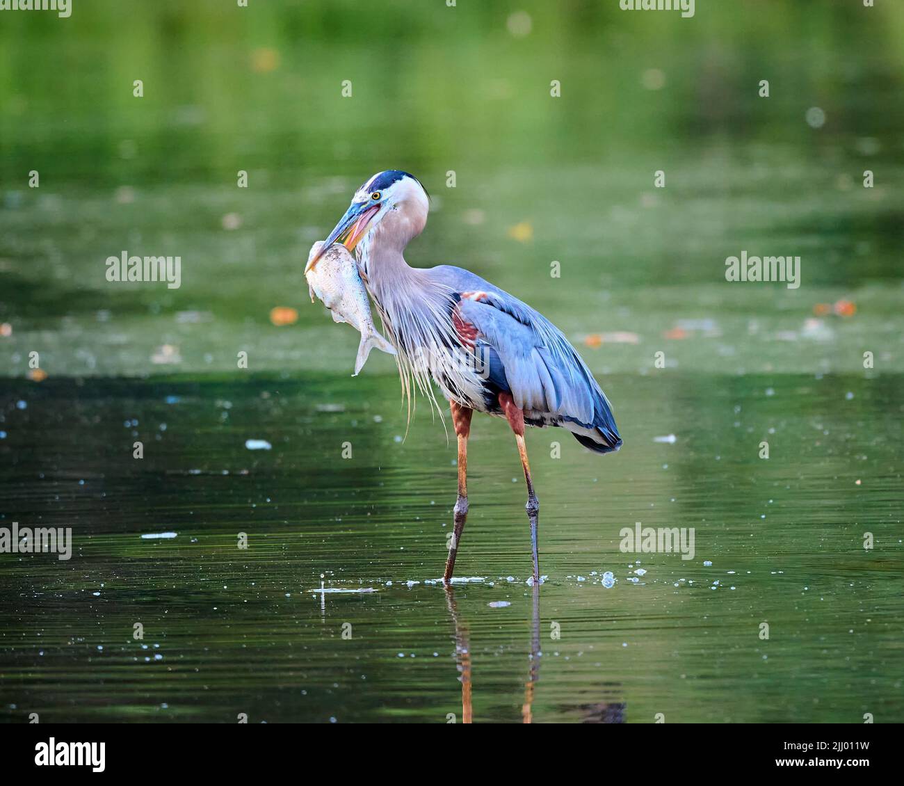 Great Blue Heron standing in the shallow water eating a fish Stock ...