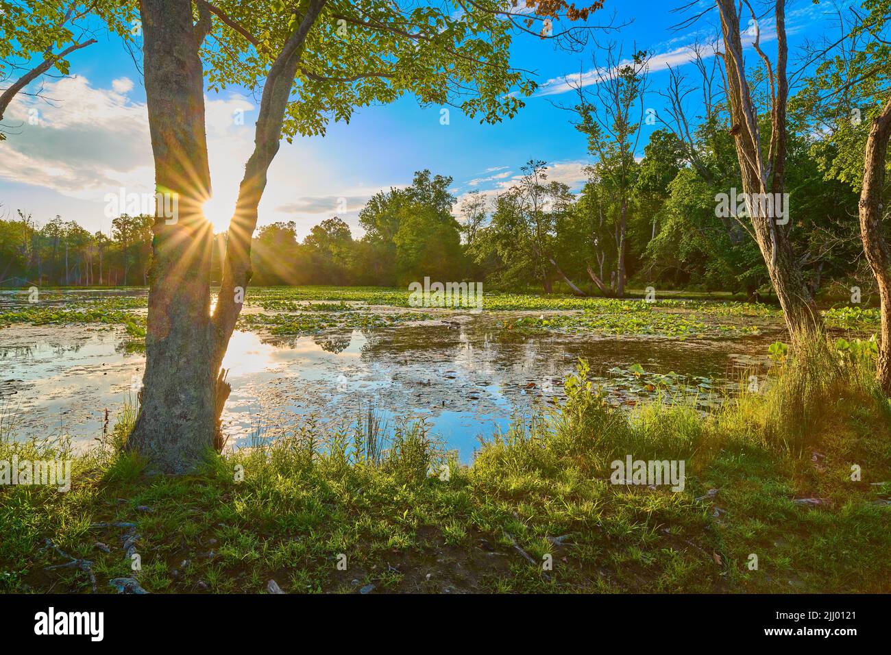 Sunrise over lotus pond hi-res stock photography and images - Alamy