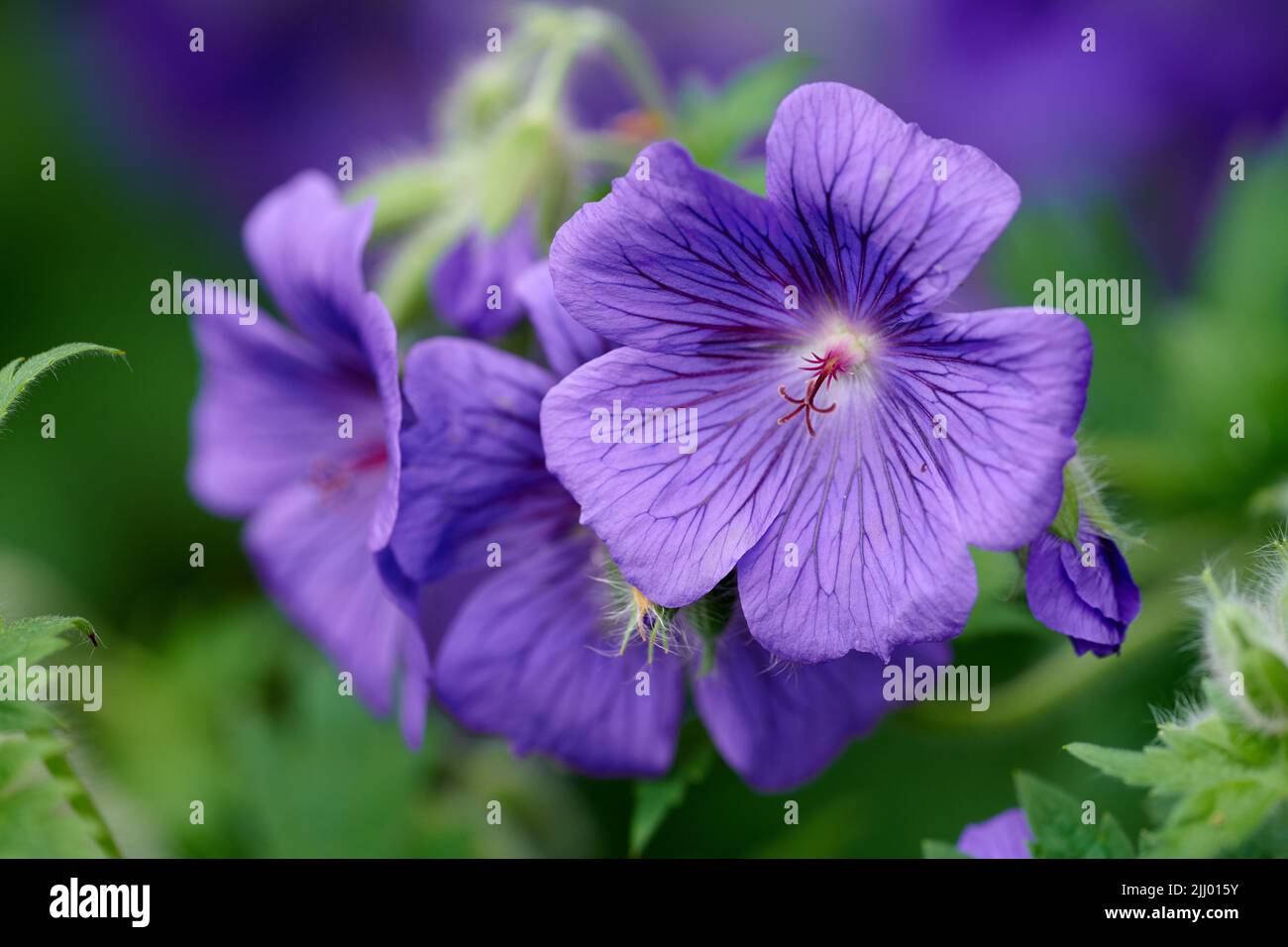 Landscape view of Geranium flowers in focus as nature background ...