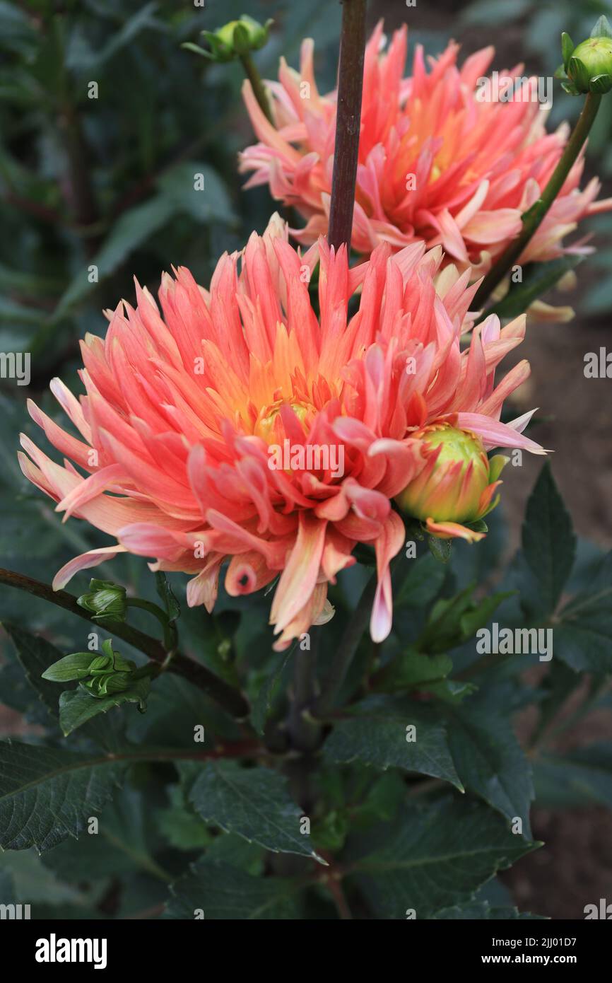 Dahlia flower of orange color with shades of pink located in a place ...