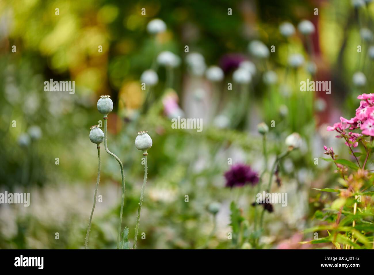 Wild opium or breadseed poppy flowers growing in a botanical garden ...