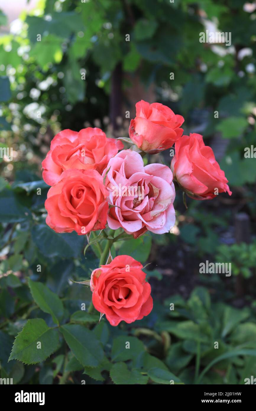 Bouquet of red and pink roses photographed in a nature reserve Stock ...