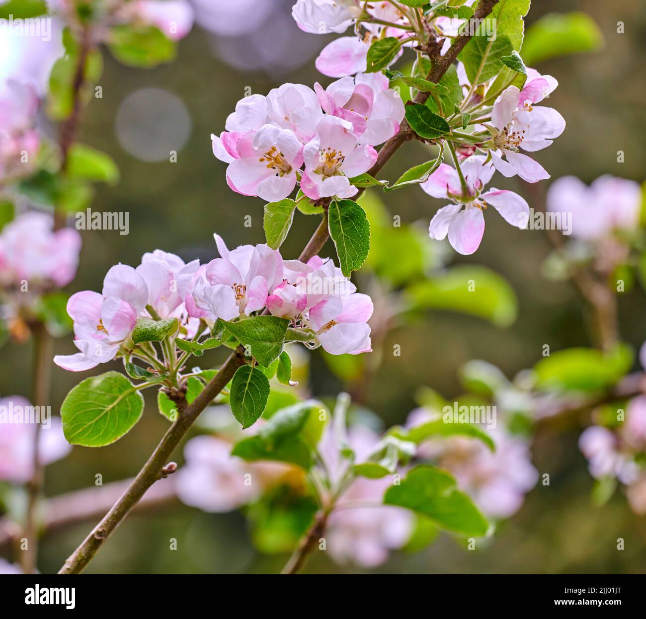 Beautiful pink Malus Spectabilis flowers blooming on a tree branch ...