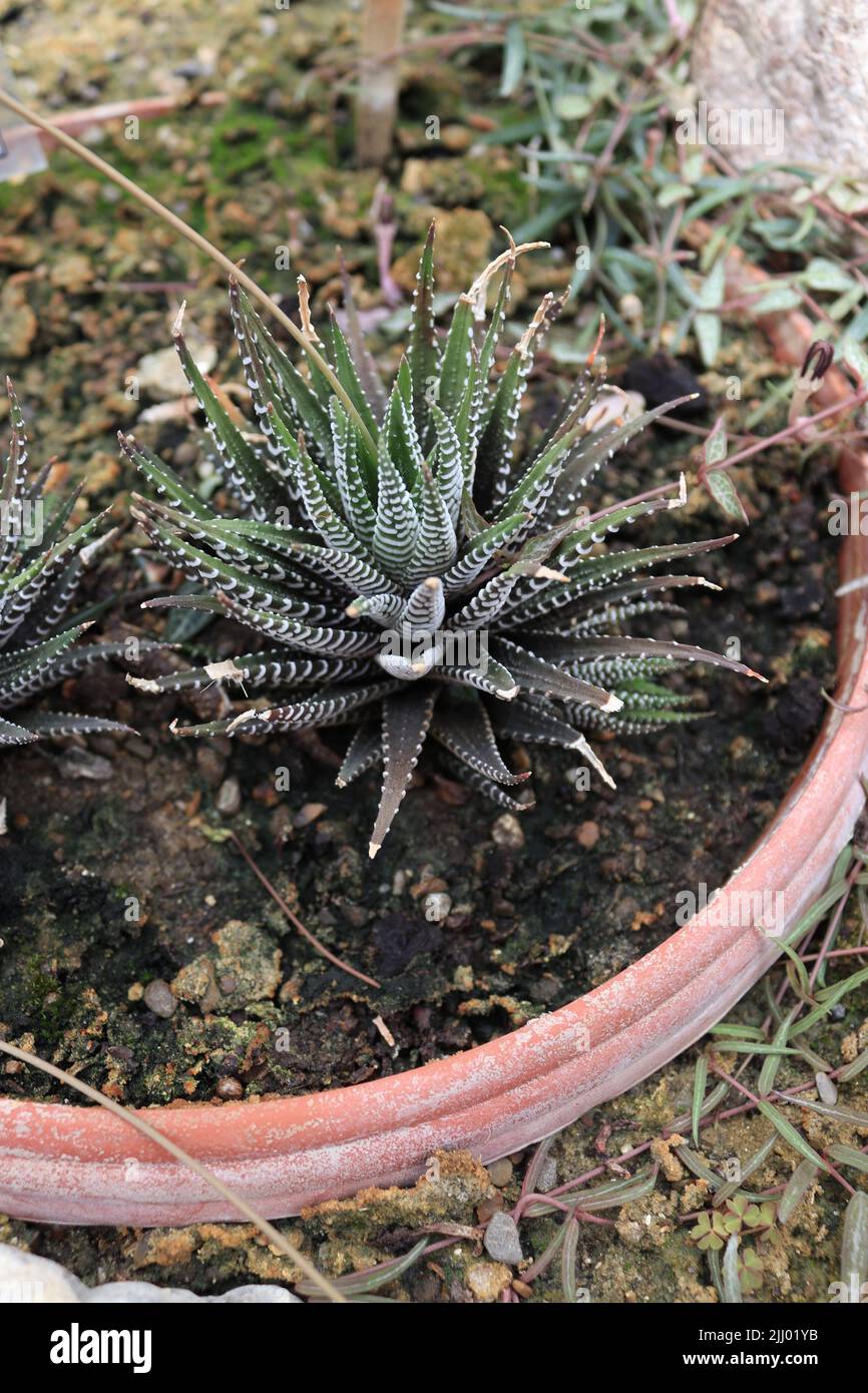A closer look on the Zebra Plant Stock Photo - Alamy