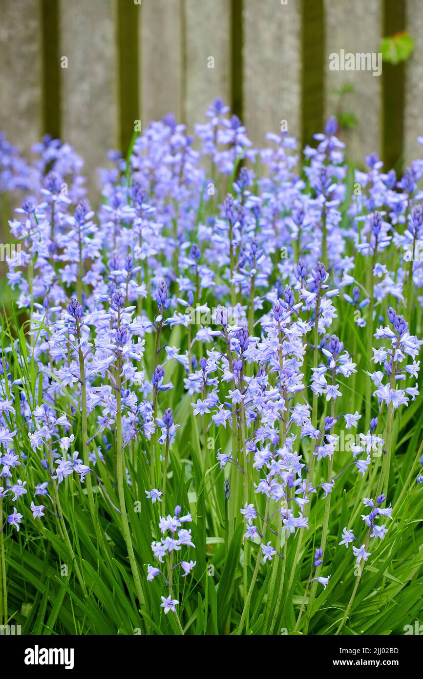 Closeup of Bluebell growing in a green garden in springtime with a ...