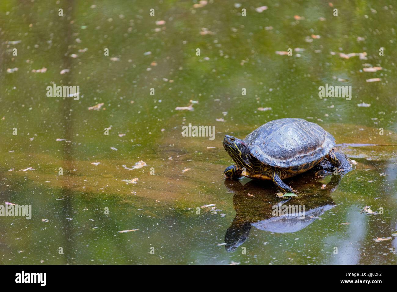 A closeup of a cute turtle standing on a wood in a pond Stock Photo - Alamy