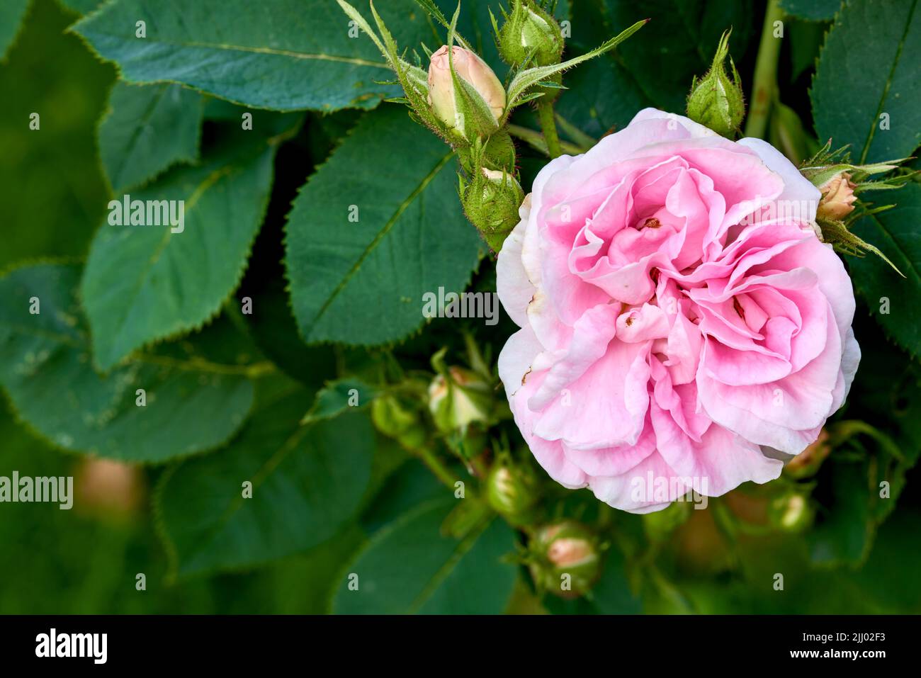 Beautiful pink dog rose and buds on a tree in a garden. Closeup of a ...