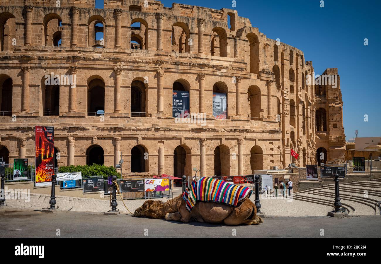 Roman amphitheatre tunisia camel hi-res stock photography and images ...
