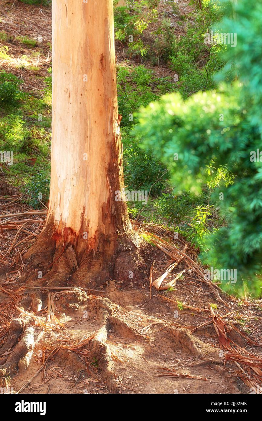 Tap Root Eucalyptus Tree