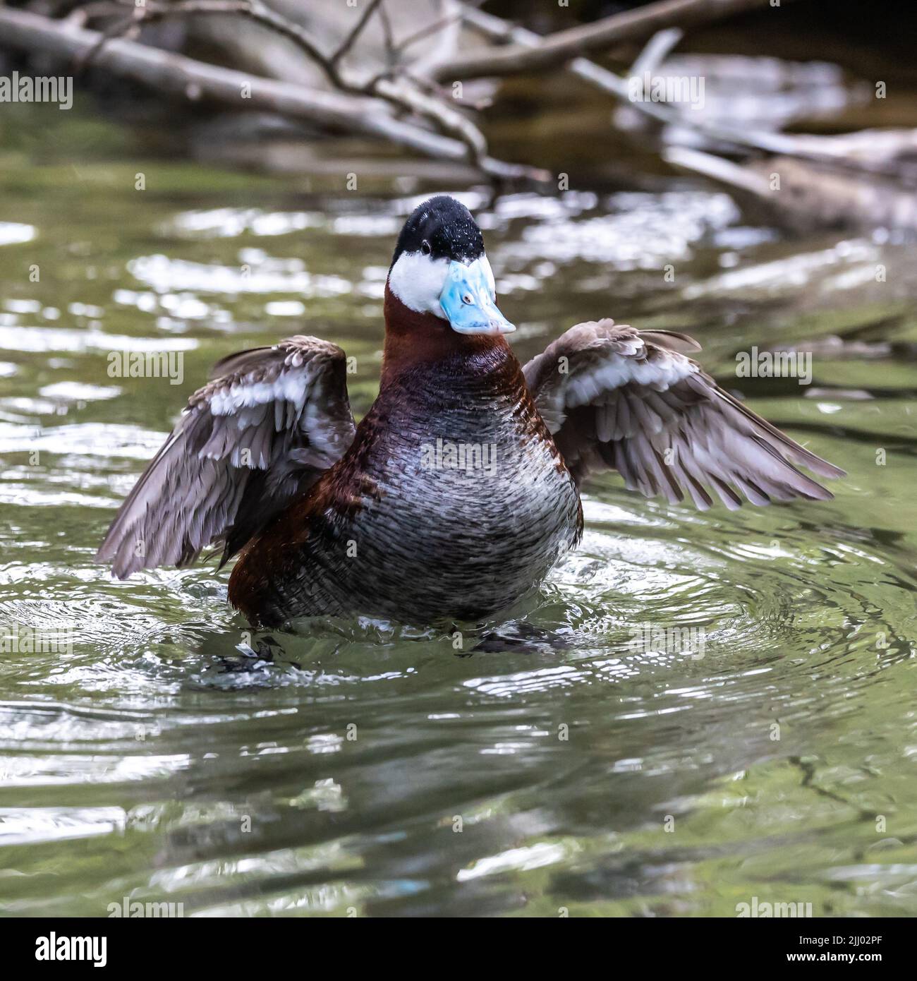 Oxyura jamaicensis ferruginea hi-res stock photography and images - Alamy