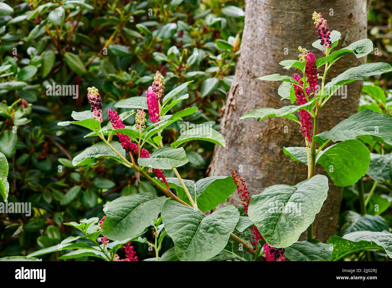 Closeup of Indian poke plants growing against a tree in a quiet ...