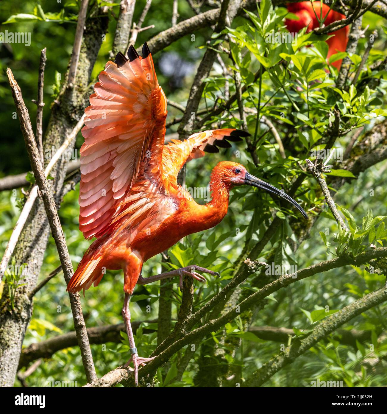 The Scarlet ibis, Eudocimus ruber is a species of ibis in the bird ...