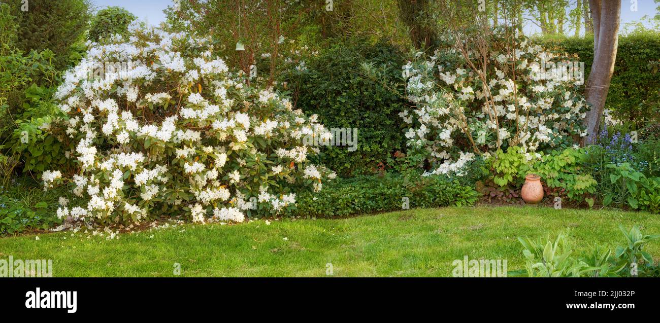 Beautiful American Rhododendron bushes in a quiet backyard garden. Lush ...