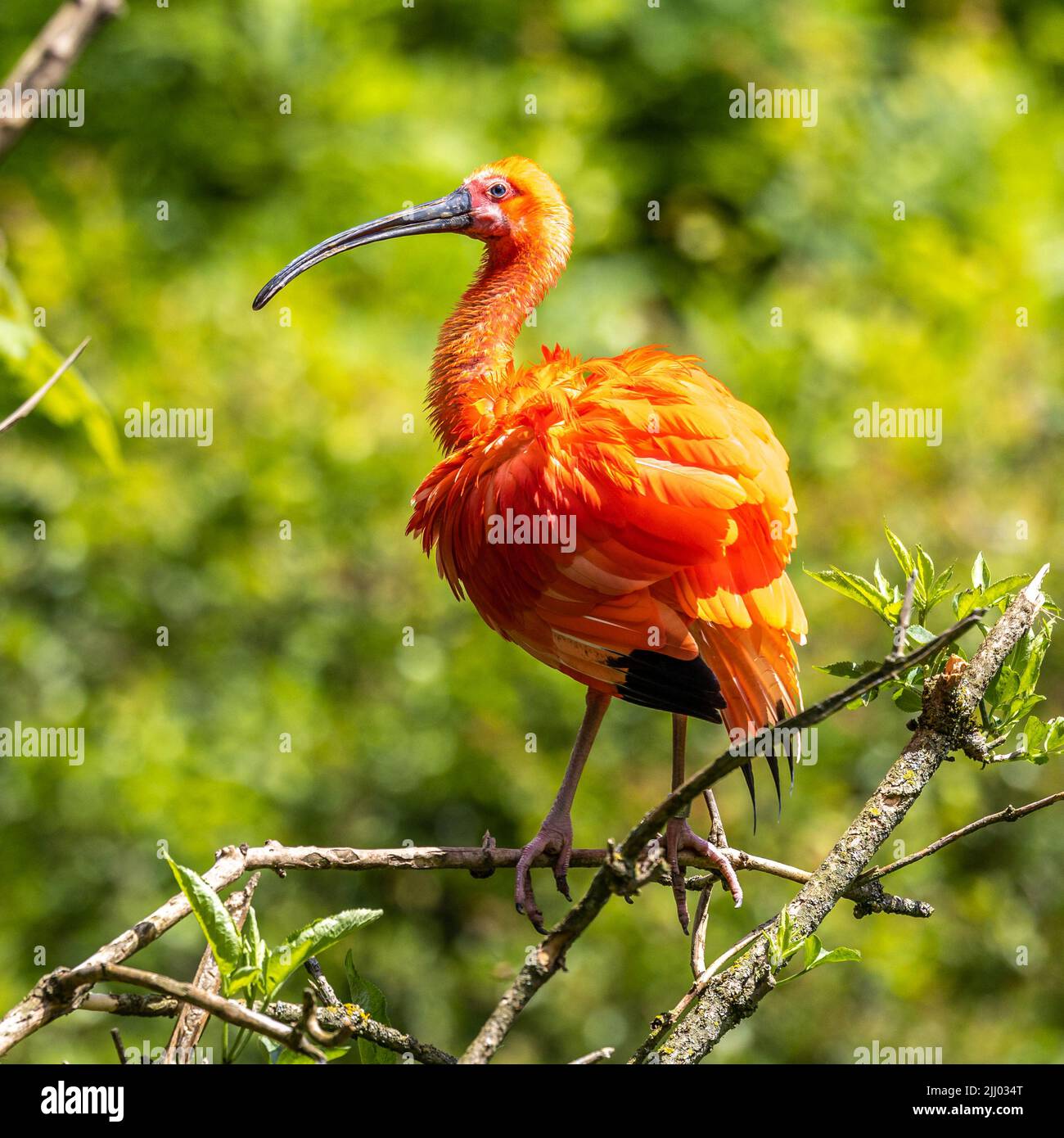 The Scarlet ibis, Eudocimus ruber is a species of ibis in the bird ...