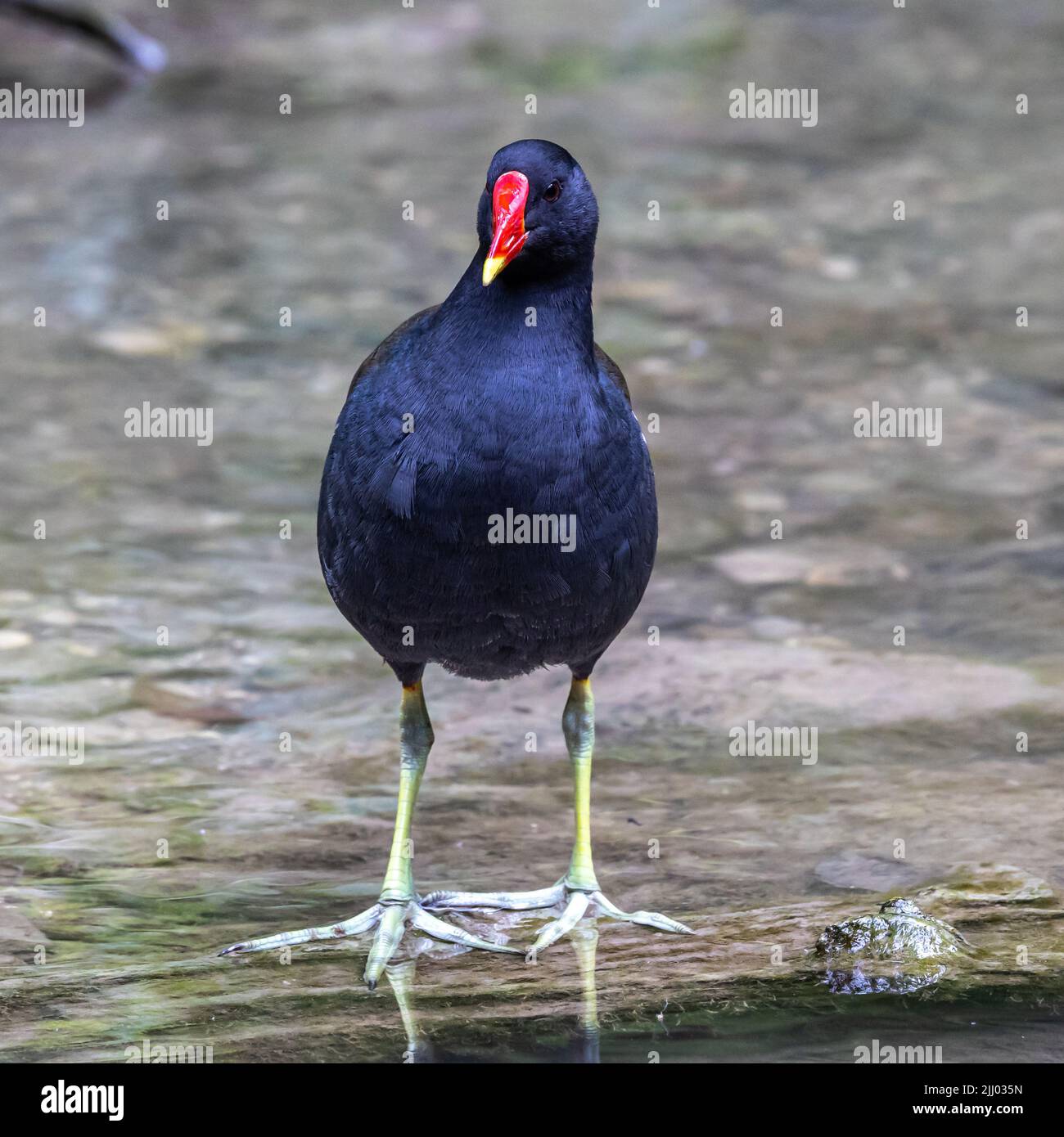 The common moorhen Gallinula chloropus also known as the waterhen, the ...