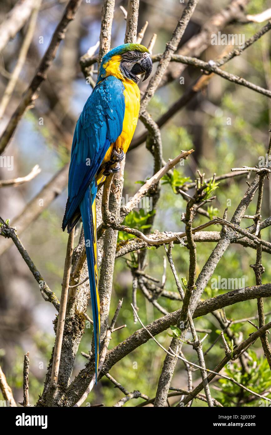 The Blue-and-yellow Macaw, Ara ararauna also known as the blue-and-gold macaw, is a large South ...