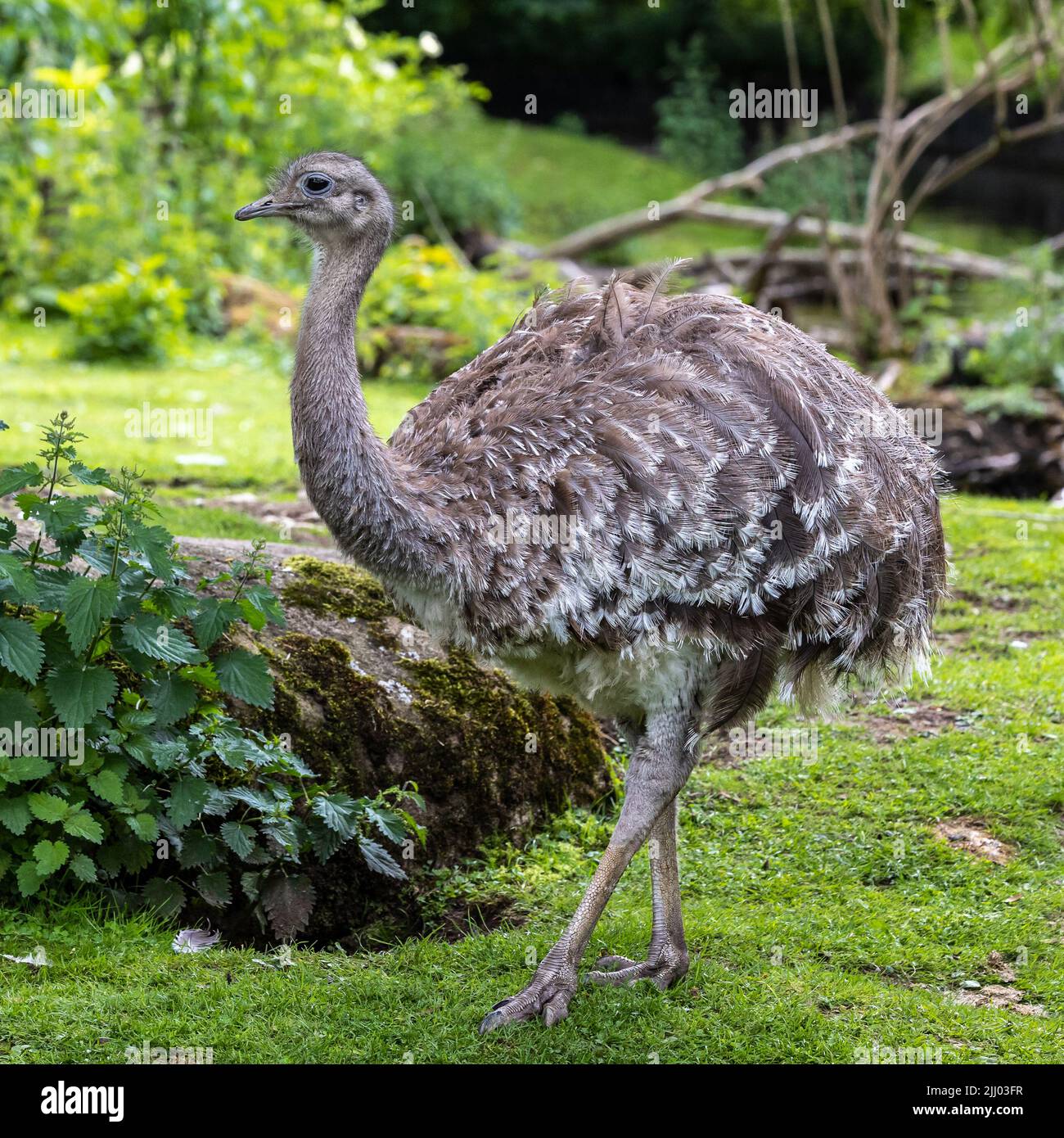 Darwin's rhea, Rhea pennata also known as the lesser rhea. It is a ...
