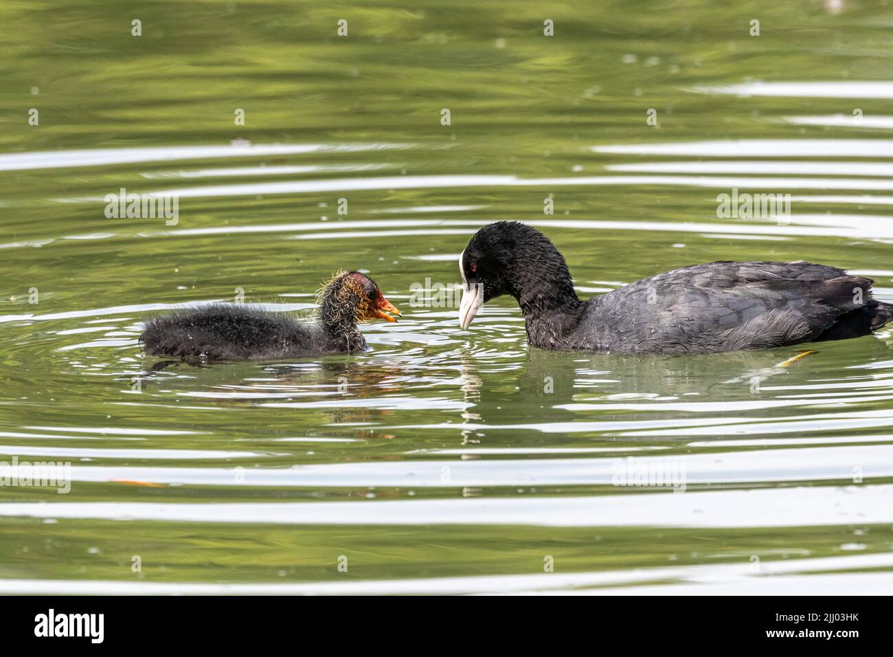 The Eurasian coot, Fulica atra, also known as the common coot, or ...