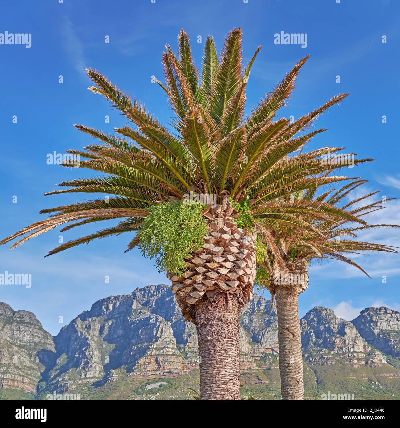 Beautiful tropical palm trees growing against a blue sky and mountain ...