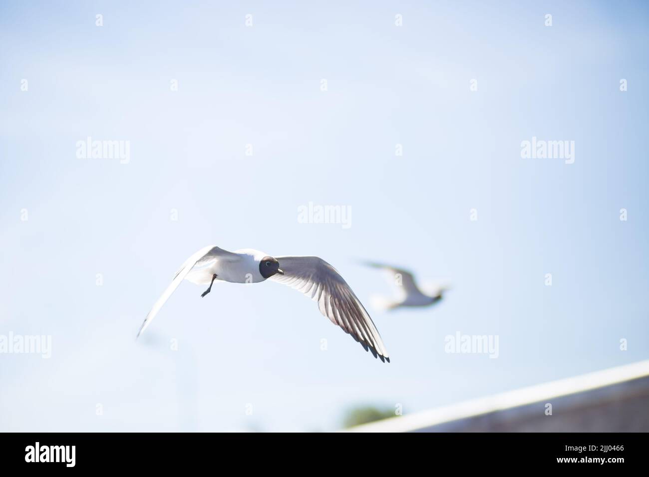 Beautiful shot seagull flying hi-res stock photography and images - Alamy