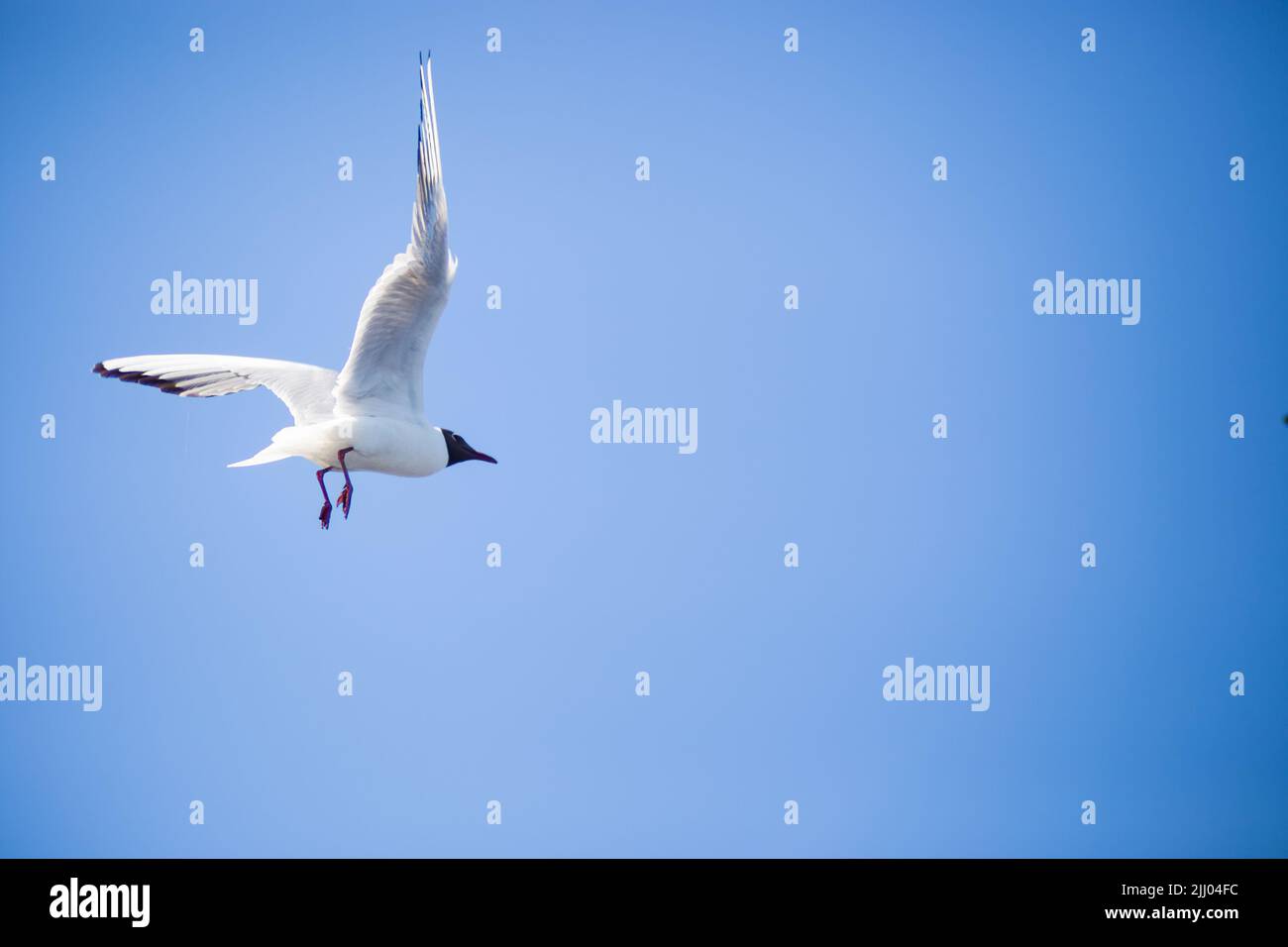 Beautiful shot seagull flying hi-res stock photography and images - Alamy