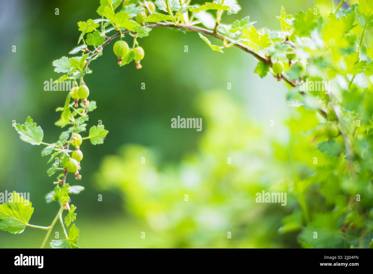 Green gooseberry. Garden fruit bush. Beautiful natural countryside ...