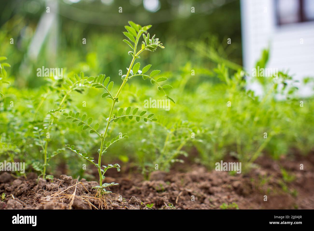 Chickpea crops planted in soil get ripe under sun. Cultivated land ...
