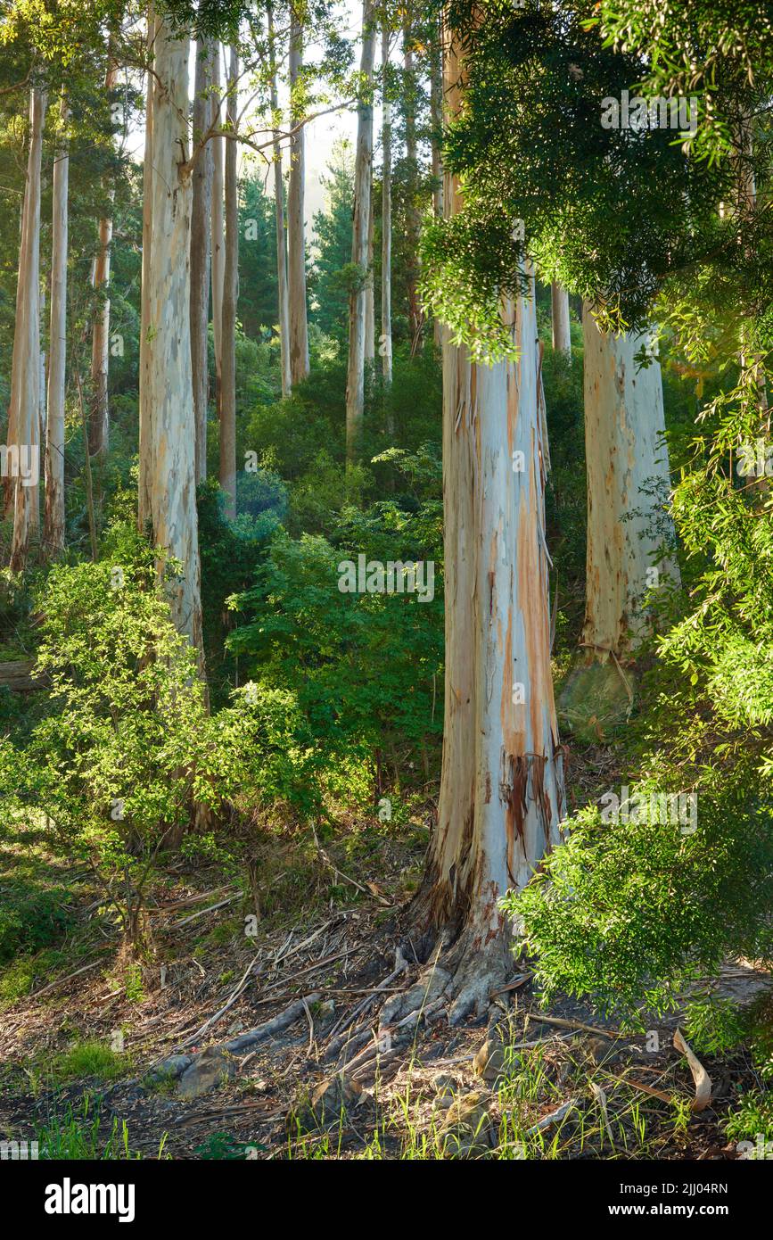 Beautiful forest with lush green plants and tall trees growing in a ...