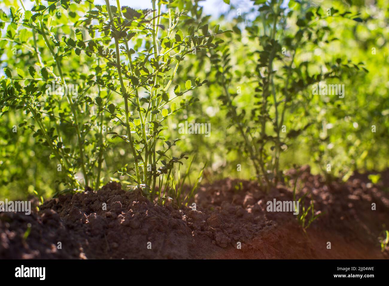 Chickpea crops planted in soil get ripe under sun. Cultivated land ...