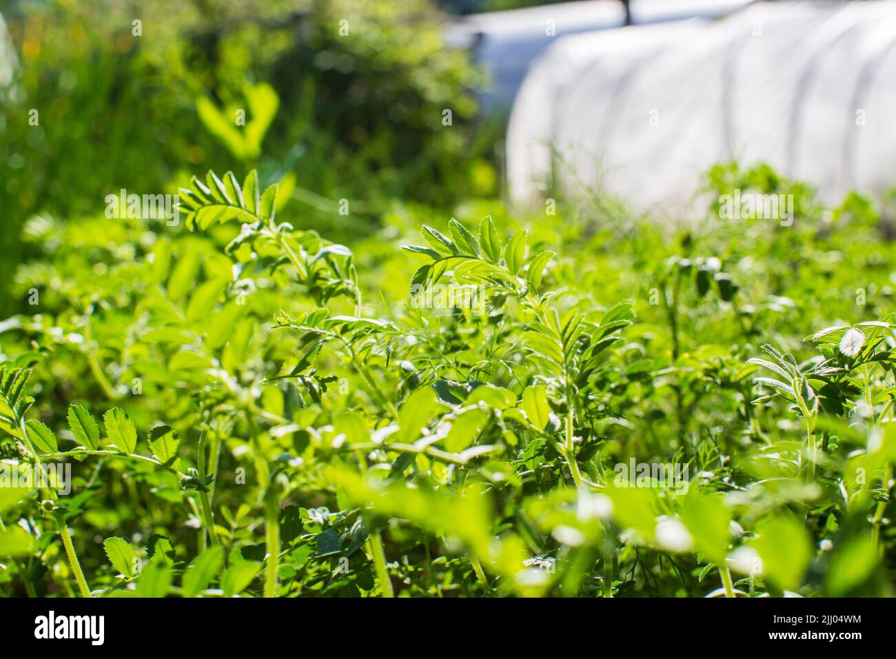 Chickpea crops planted in soil get ripe under sun. Cultivated land ...