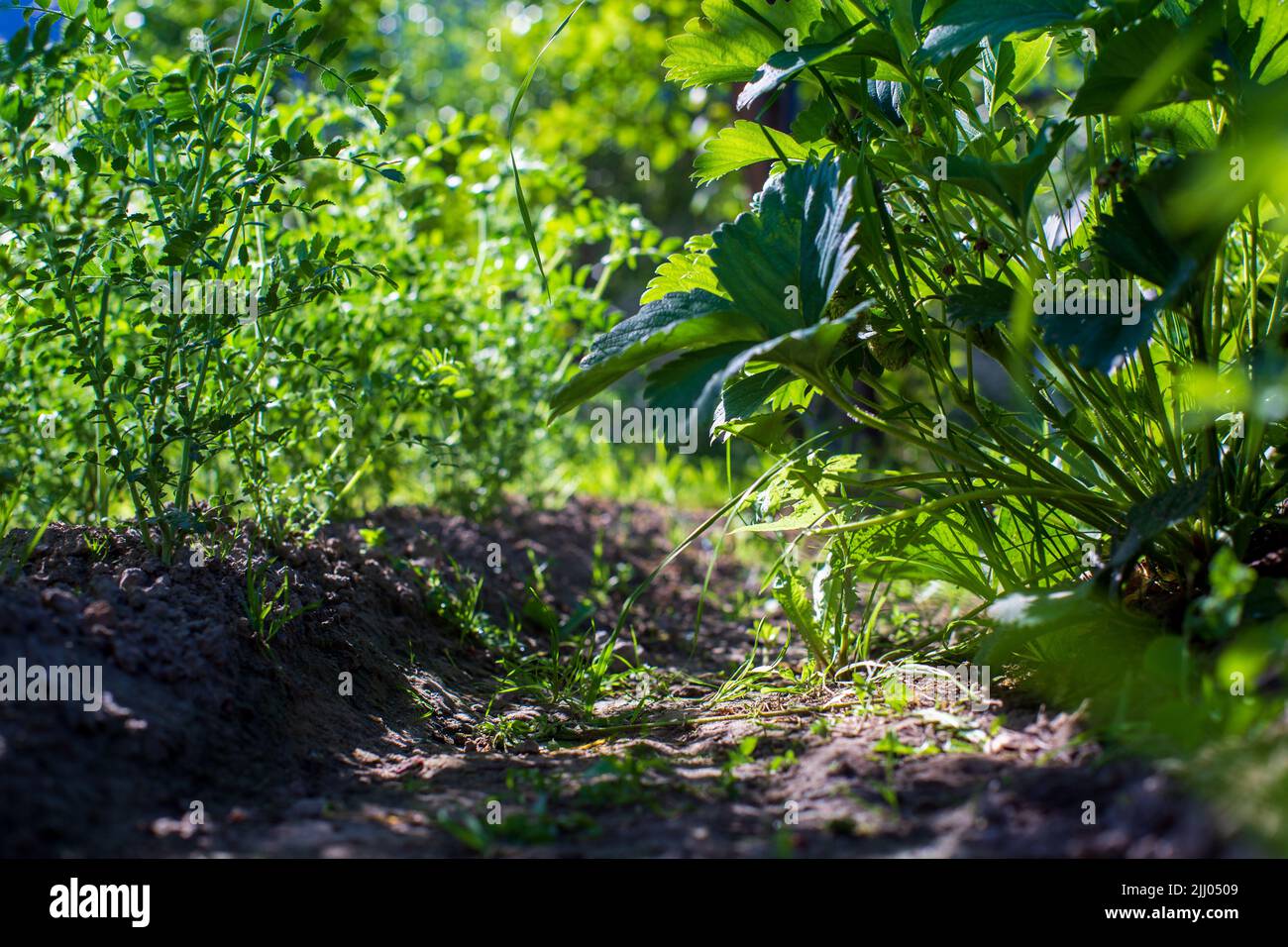 Crops planted in soil get ripe under sun. Cultivated land close up with ...