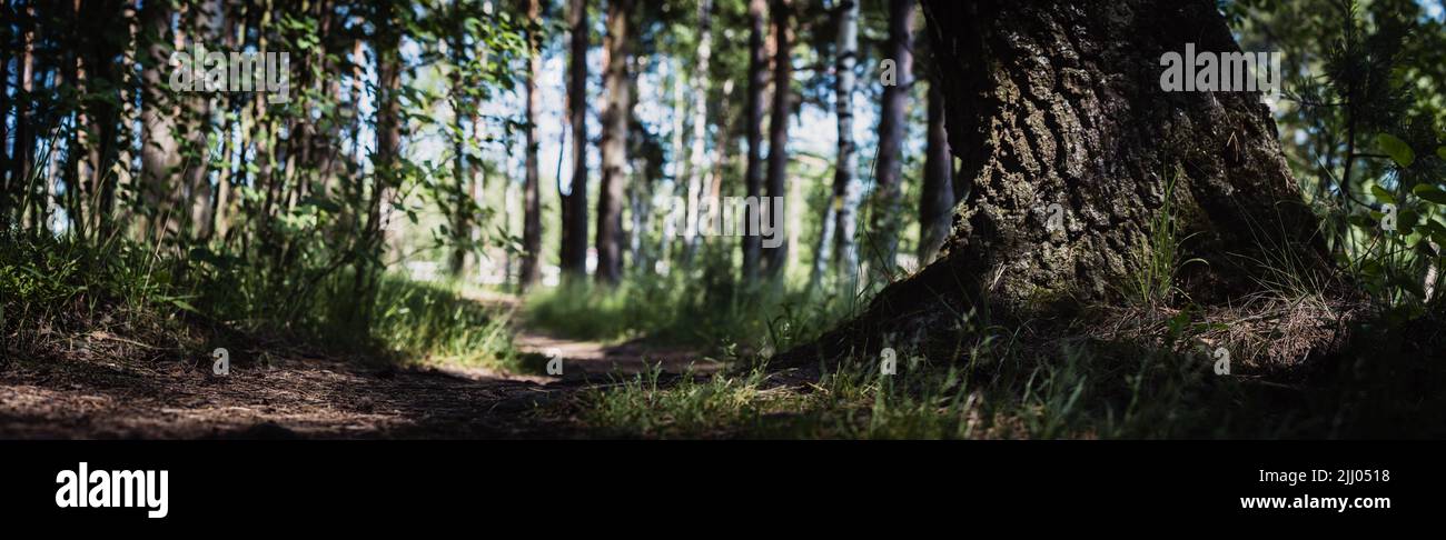Forest path close-up with cones and roots. Low point of view in nature ...