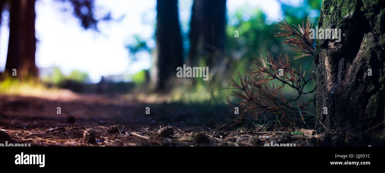 Forest path close-up with cones and roots. Low point of view in nature ...