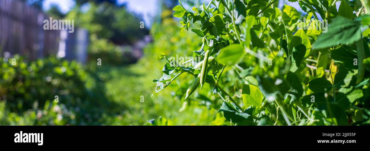 Pea crops planted in soil get ripe under sun. Cultivated land close up ...