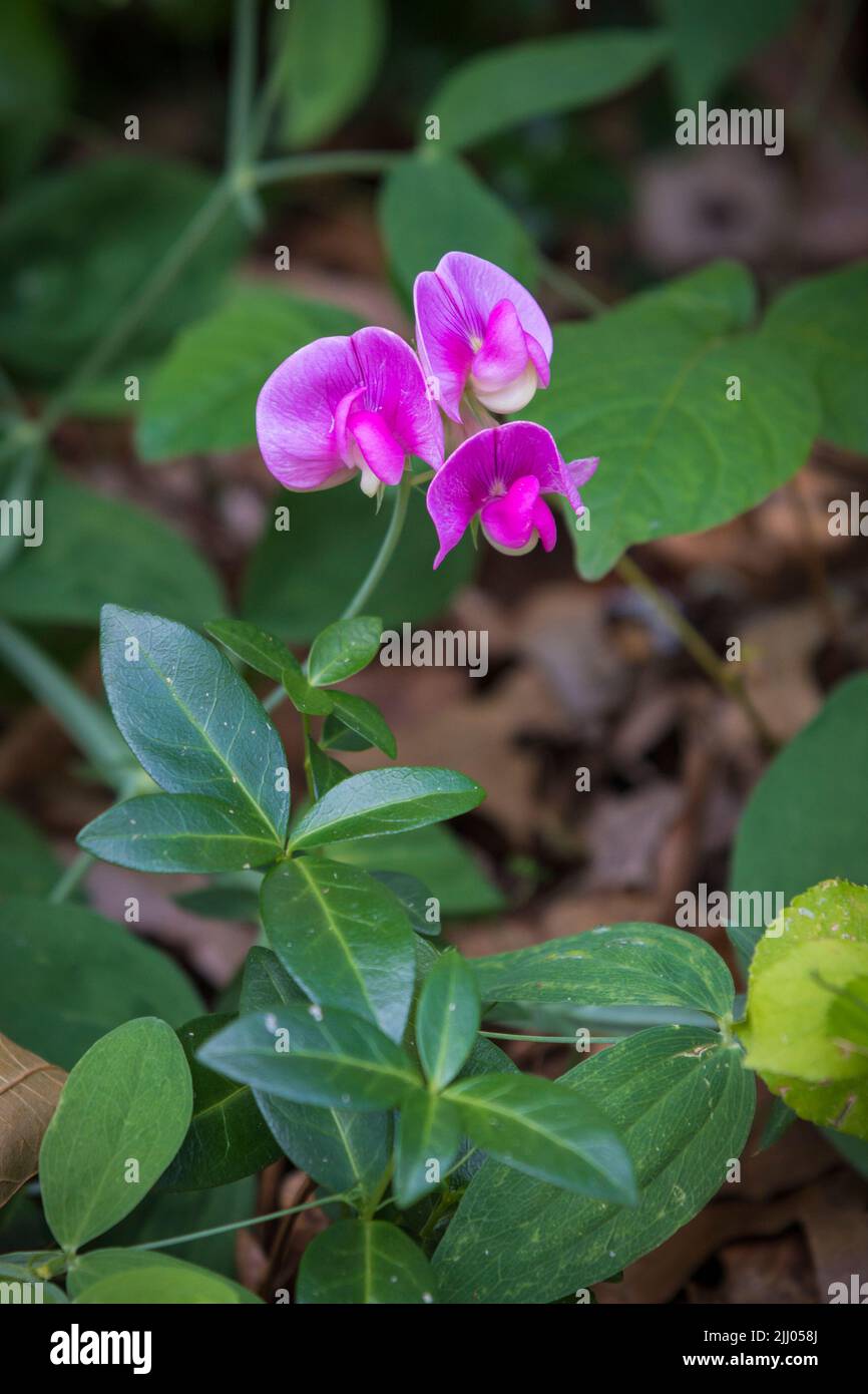 Purple Sweet Pea Flowers, North Carolina Stock Photo - Alamy