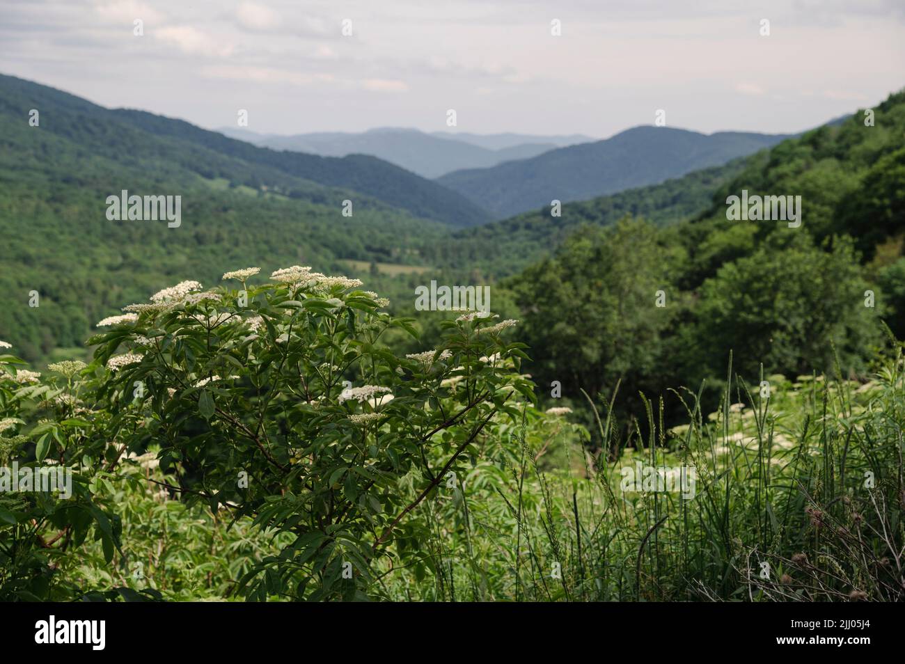Yarrow (Achillea millefolium) and Blue Ridge Mountains from the ...