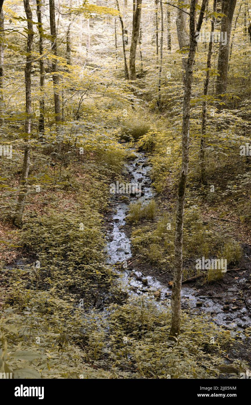 A mountain stream flowing through thick forests, Blue Ridge Mountains ...