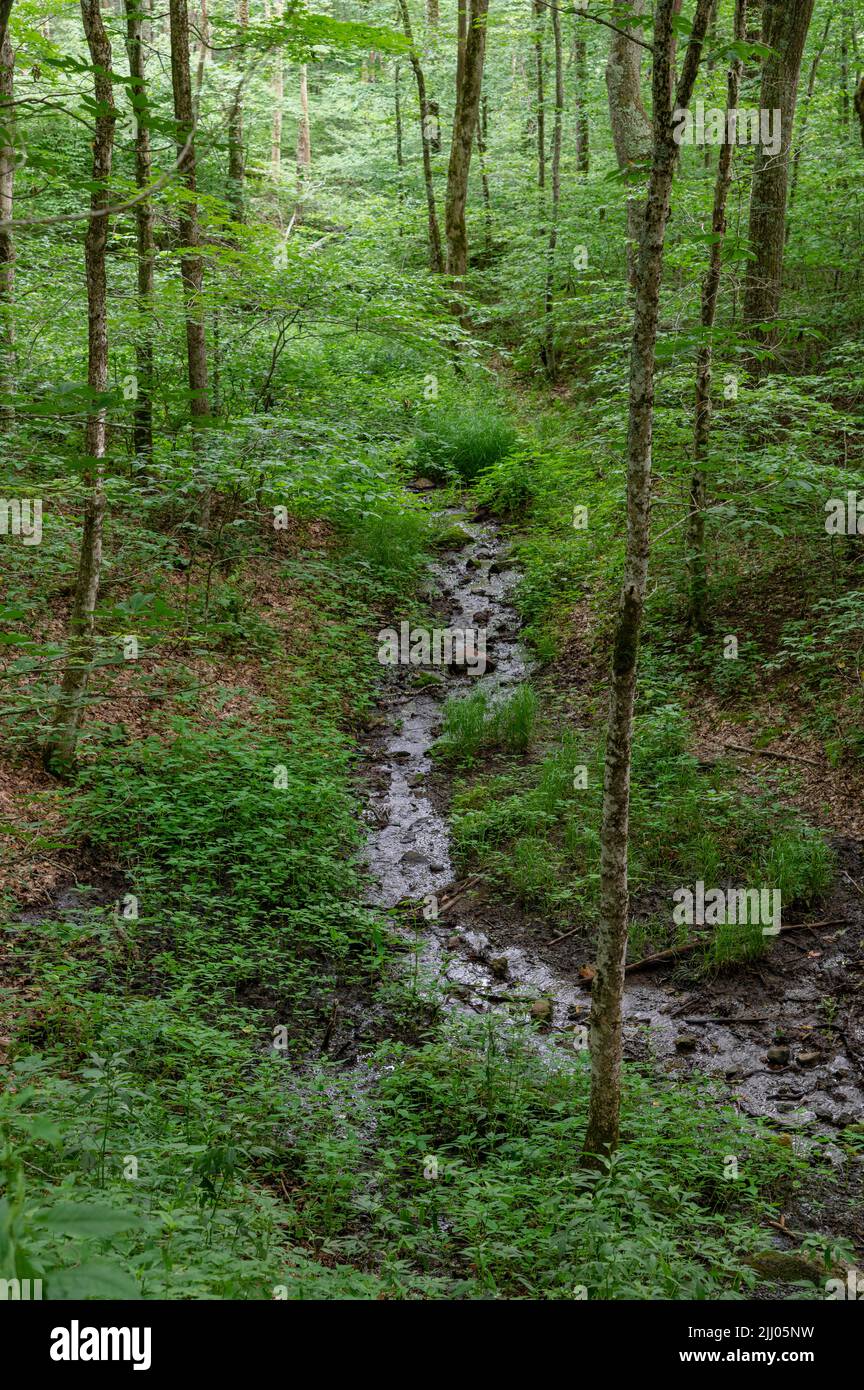 A mountain stream flowing through thick forests, Blue Ridge Mountains ...