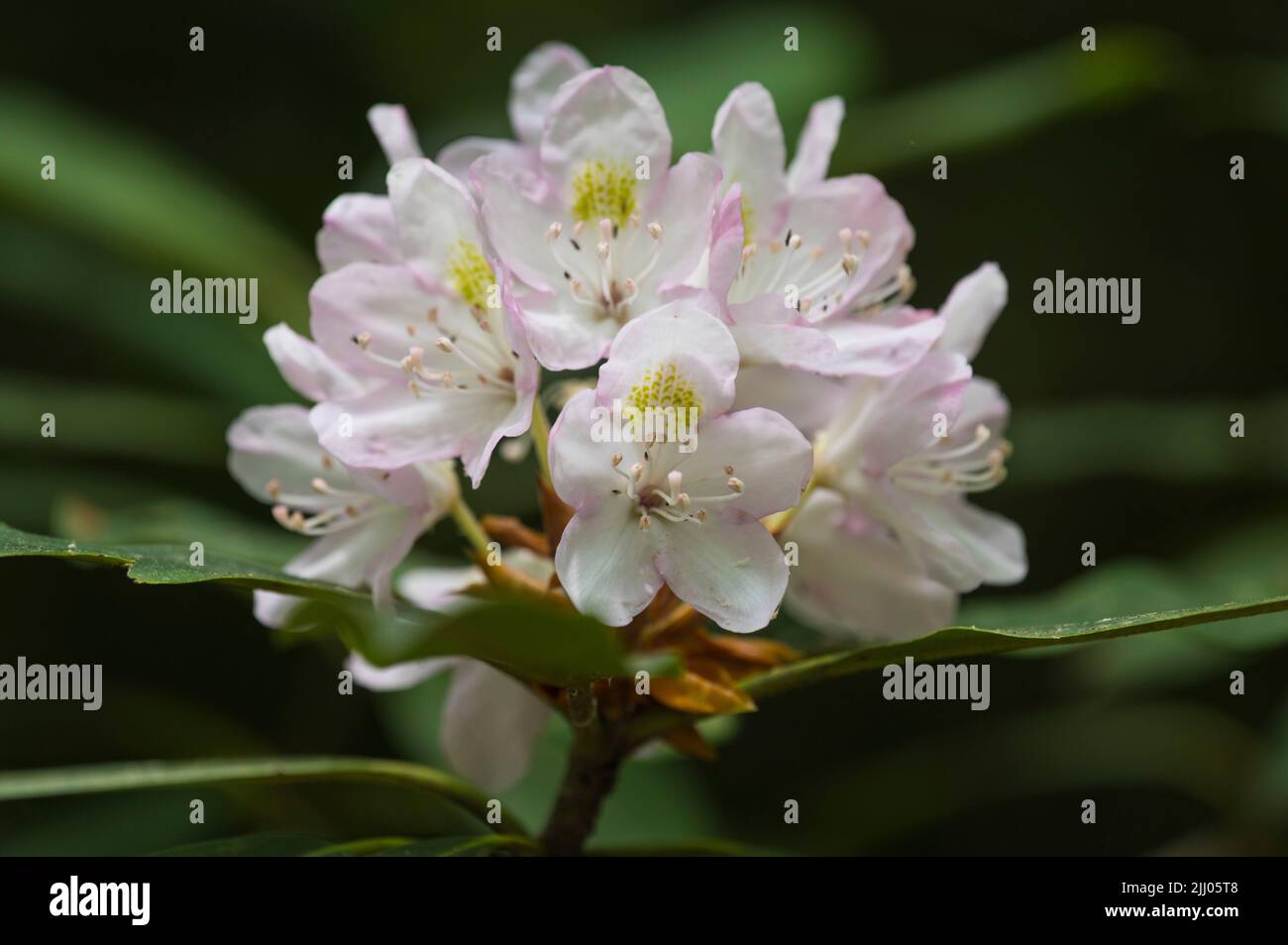 Carolina rhododendron hi-res stock photography and images - Alamy