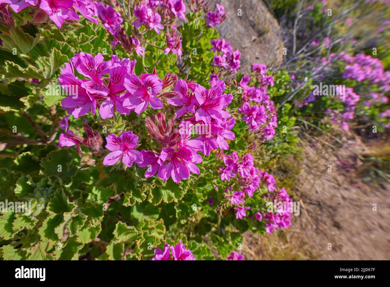 Vibrant regal pelargonium from the geranium species blooming and ...