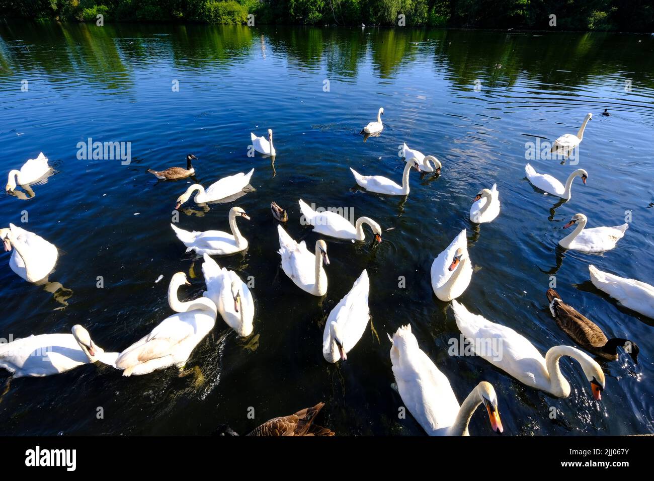 Swans on Snaresbrook pond, Wanstead, London E11 Stock Photo - Alamy