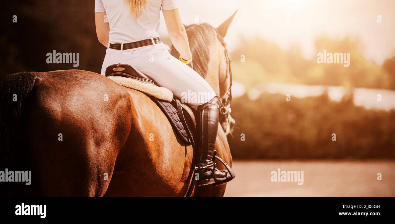 A rear view of a bay horse with a rider in the saddle, which gallops on ...