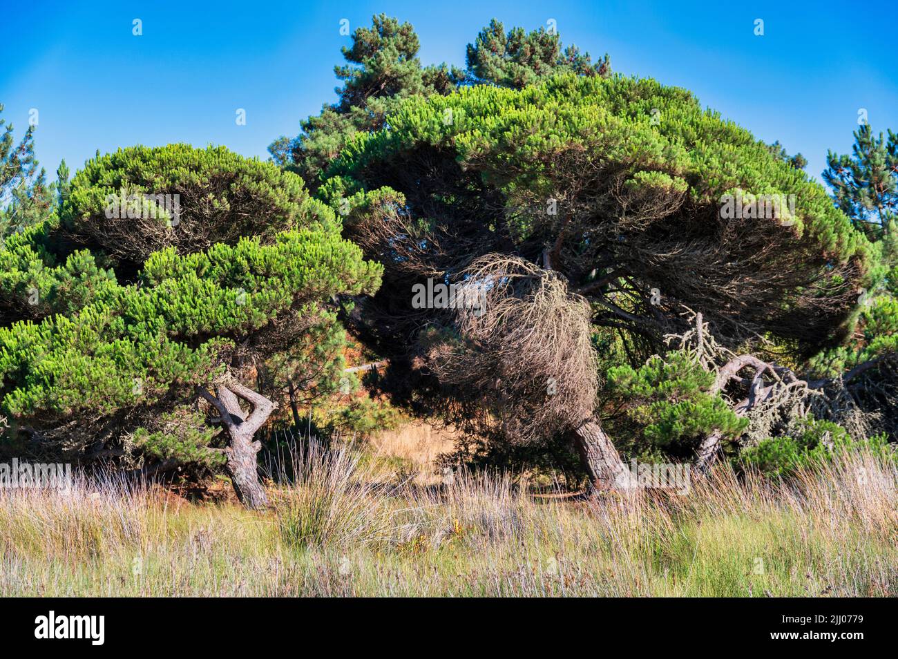 green pine trees in grass field Stock Photo - Alamy